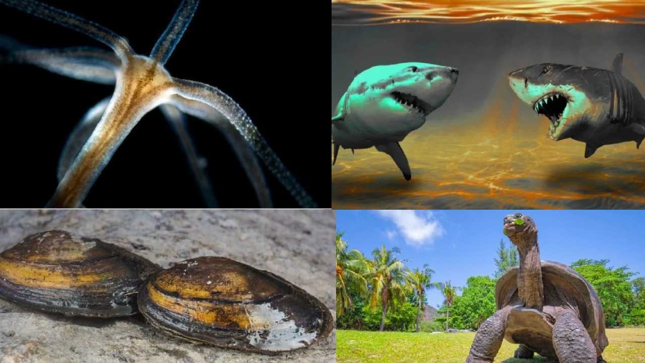 These are the most living creatures on our earth, you will be surprised ...